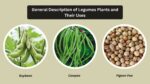 General Descriptions Of Legumes Plants With Examples, Importance ...