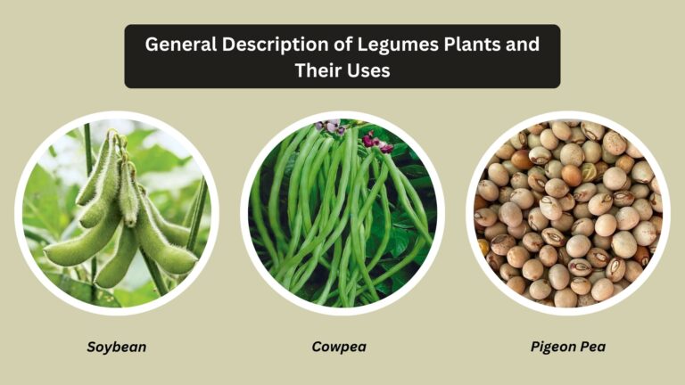 Economic Botany Archives - Biology Notes Online