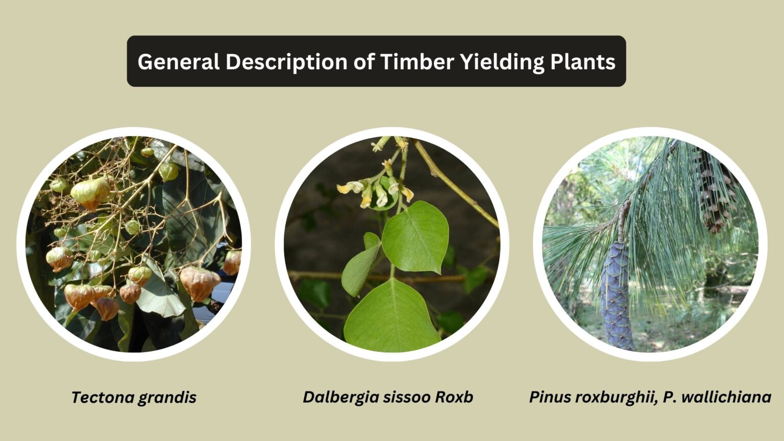 General descriptions of Beverage Plants and Beverages With Examples ...