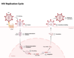 Human Immunodeficiency Virus (HIV) - Overview - Biology Notes Online