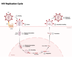 Human Immunodeficiency Virus (HIV) - Overview - Biology Notes Online