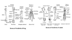 Skeletal System In Vertebrates - Axial And Appendicular Skeleton ...