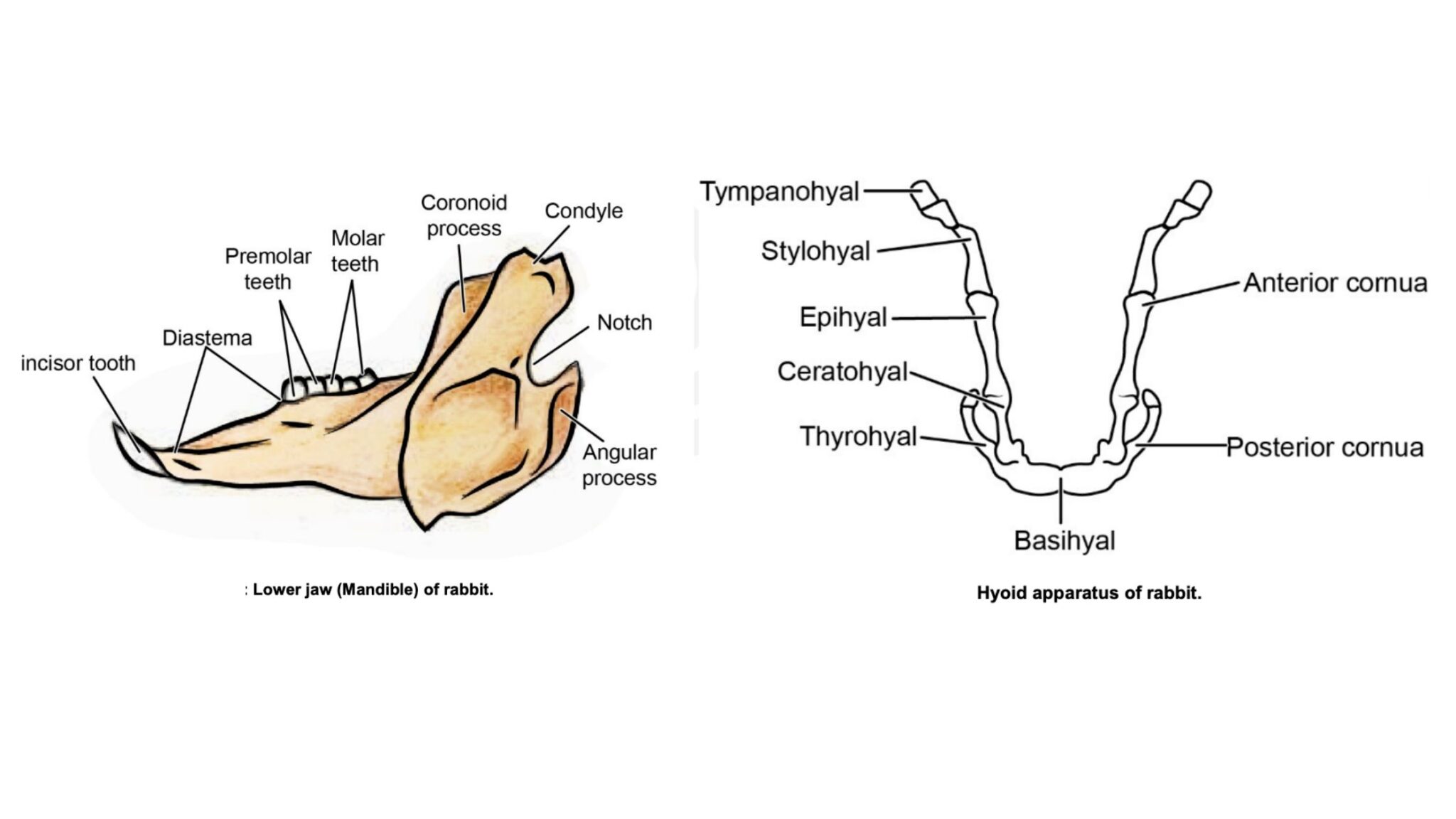 Skeletal System In Vertebrates - Axial and Appendicular Skeleton ...