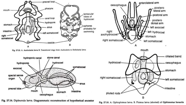 Non-chordates Archives - Biology Notes Online