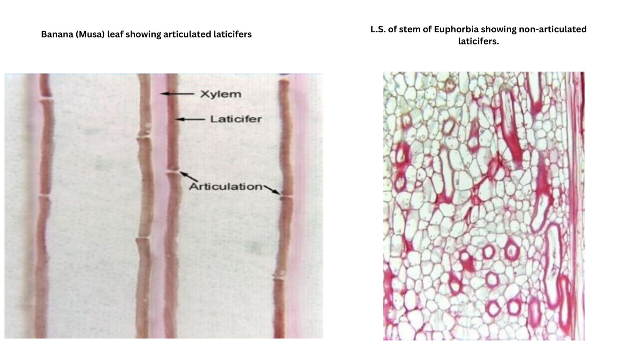 Secretory System In Plants - External secretory and Internal secretory ...