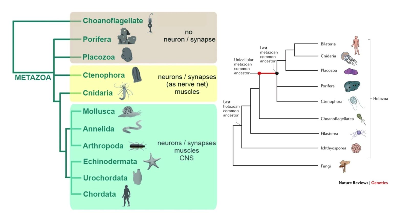 Reproductive System of Earthworm - Biology Notes Online
