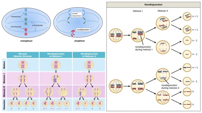 Genetics Archives - Biology Notes Online
