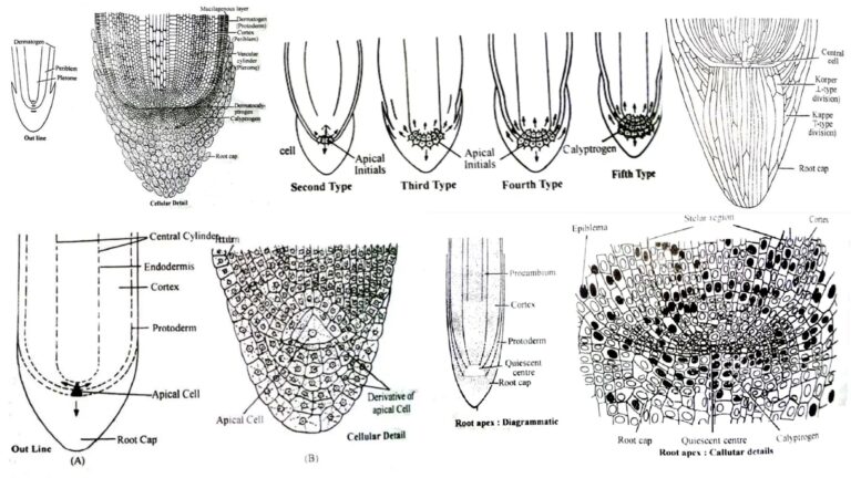 Monocot and Dicot Roots - Structure, Characteristics, Functions ...