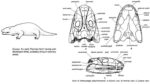 Amphibian - Characteristics, Origin, Morphology, Classification ...
