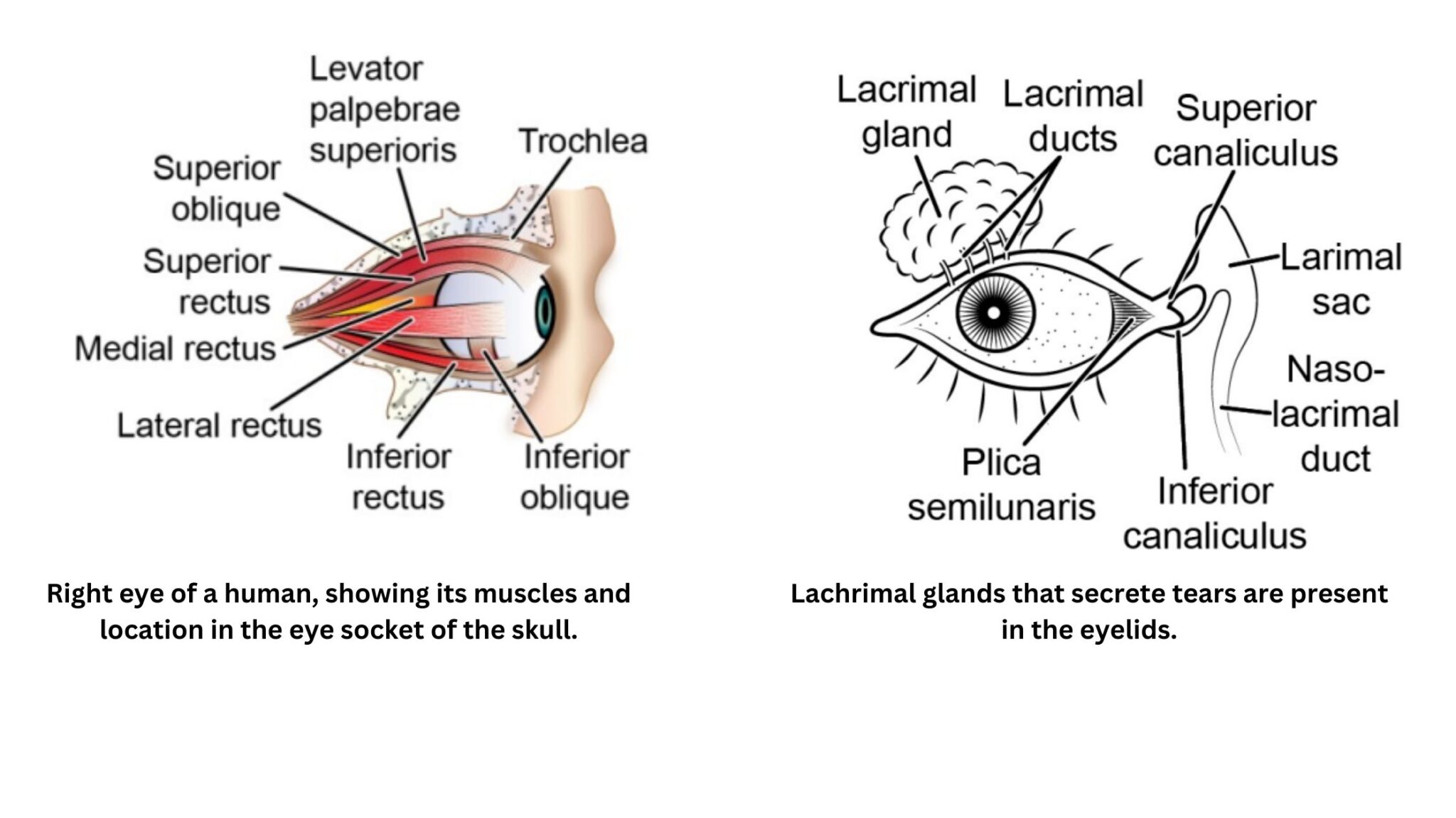 Sense Organs - Classification of receptors, Brief account of visual and ...