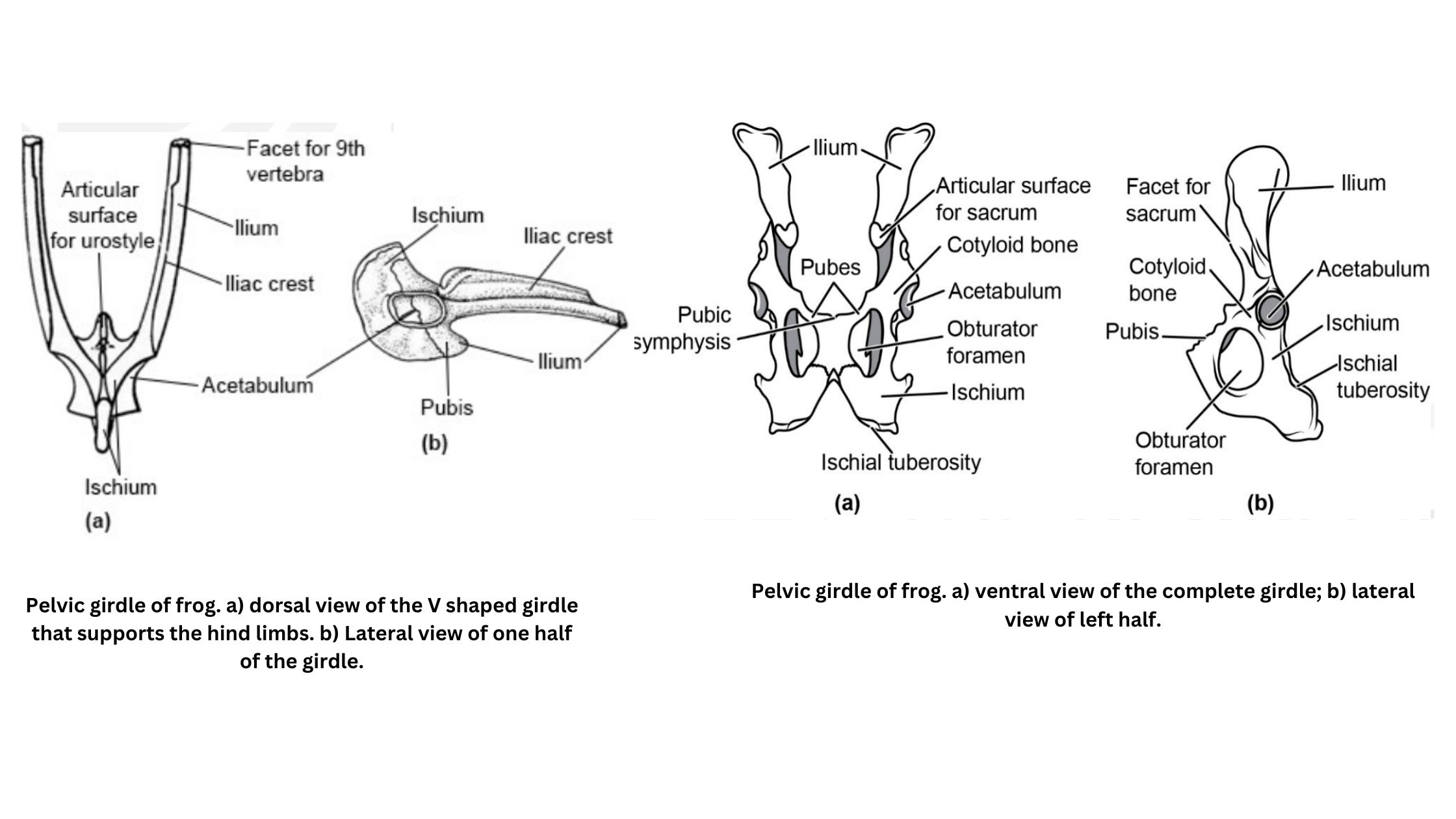 Frog Bones Pelvic Girdle Frog Skeleton: An Overview (with Diagrams)