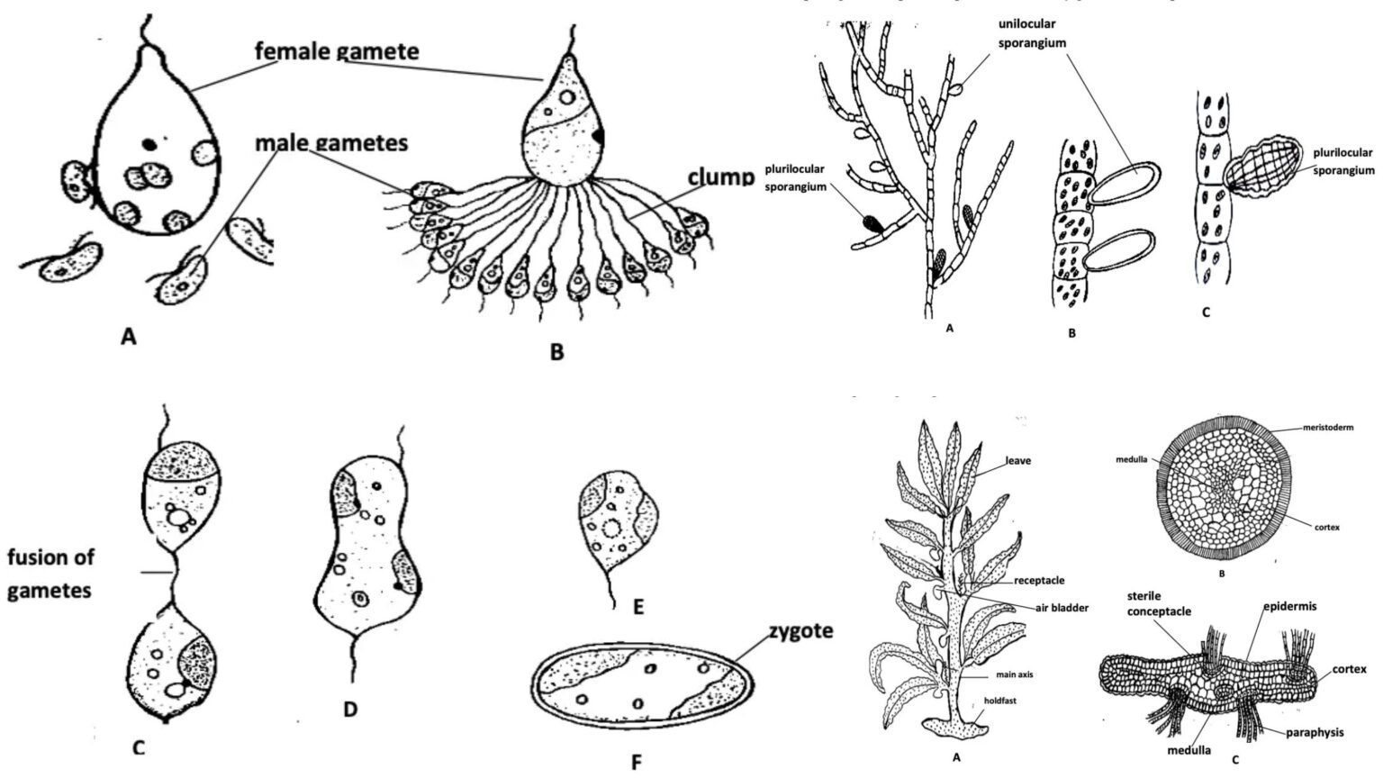 Life cycle of Algae - Haplontic, Diplontic, Diplohaplontic, and ...