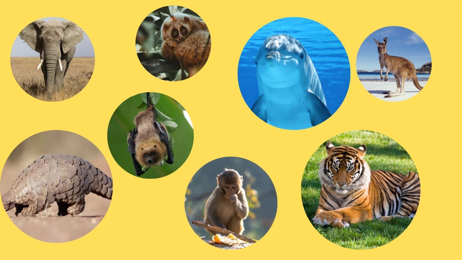 Classification of Fish (pisces) - Systematic Classification and Based ...