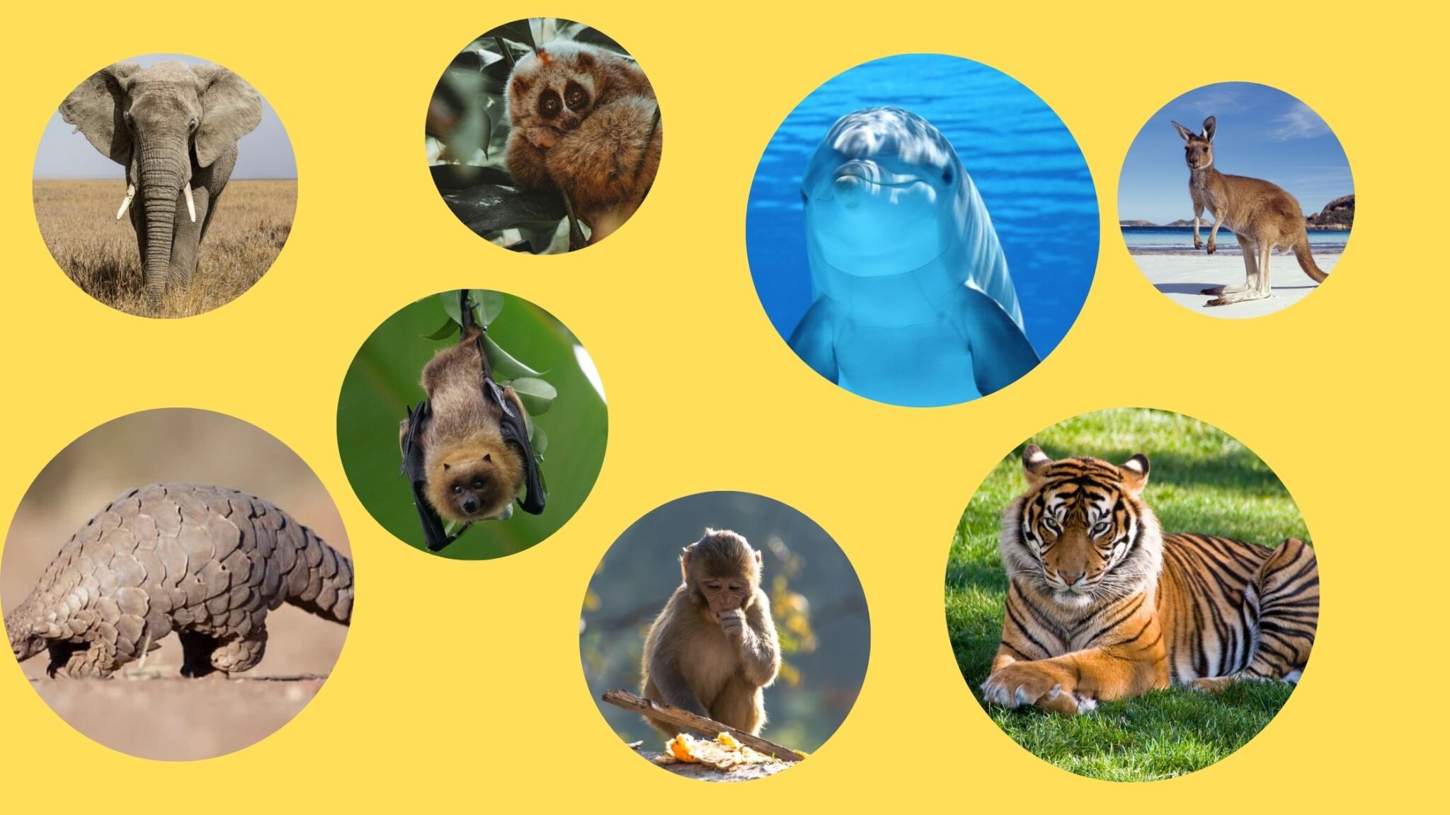 Classification of Fish (pisces) - Systematic Classification and Based ...