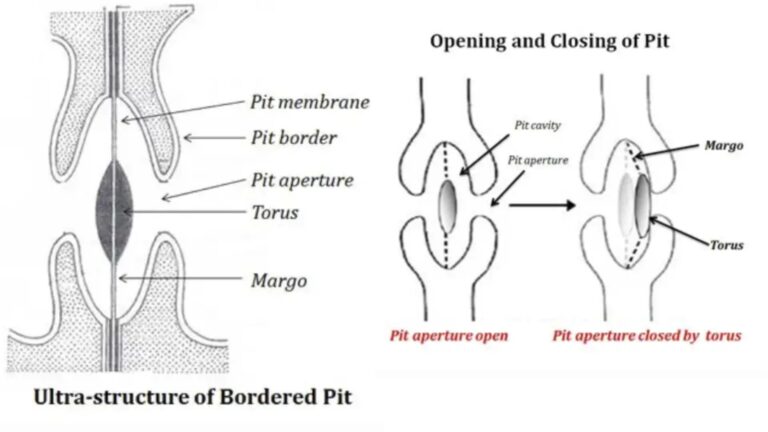 Ergastic Substances of Plant Cells - Biology Notes Online