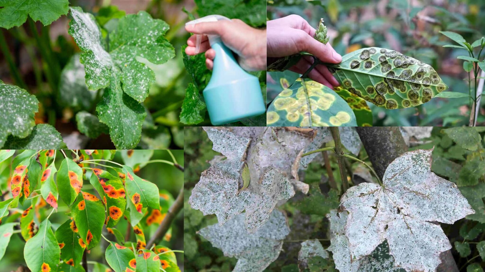 Integrated Plant Disease Management (IDM) - Definition, Components ...