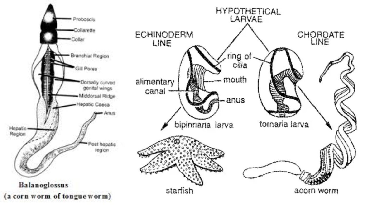 Amphibian - Characteristics, Origin, Morphology, Classification ...