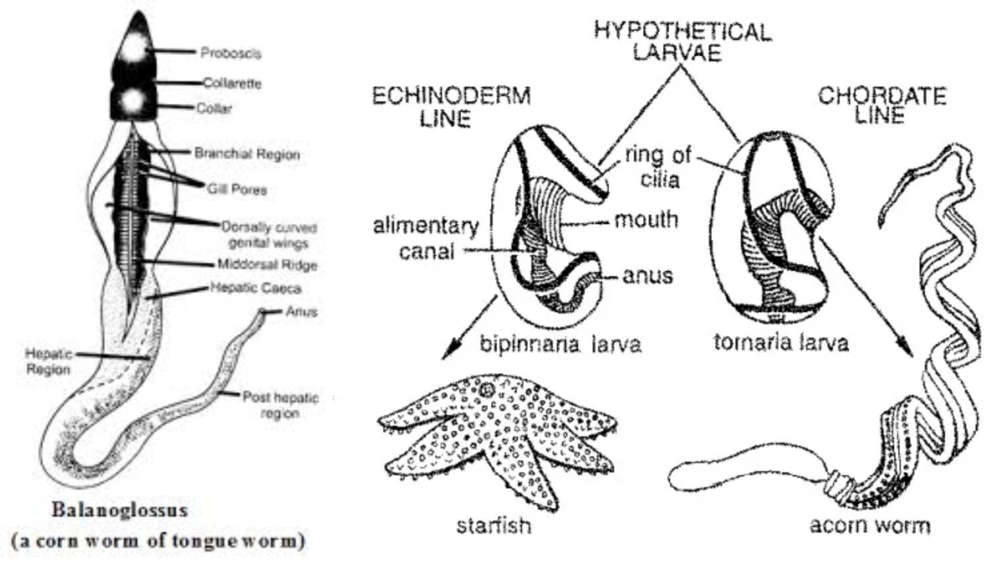 Cephalochordate - Characteristics, Classification - Biology Notes Online Cephalochordate - Characteristics, Classification - Biology Notes Online