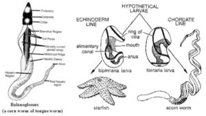 Cephalochordate - Characteristics, Classification - Biology Notes Online