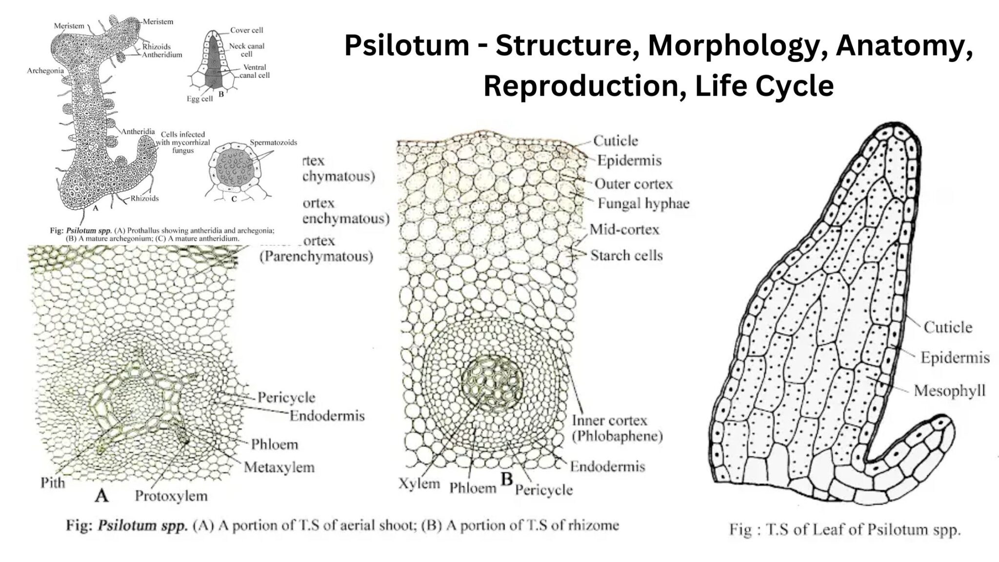 Bryophytes - definition, classification, life cycle, characteristics ...