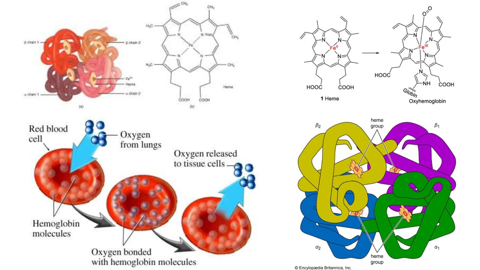 Urinary System Definition Anatomy And Physiology Biology Notes Online