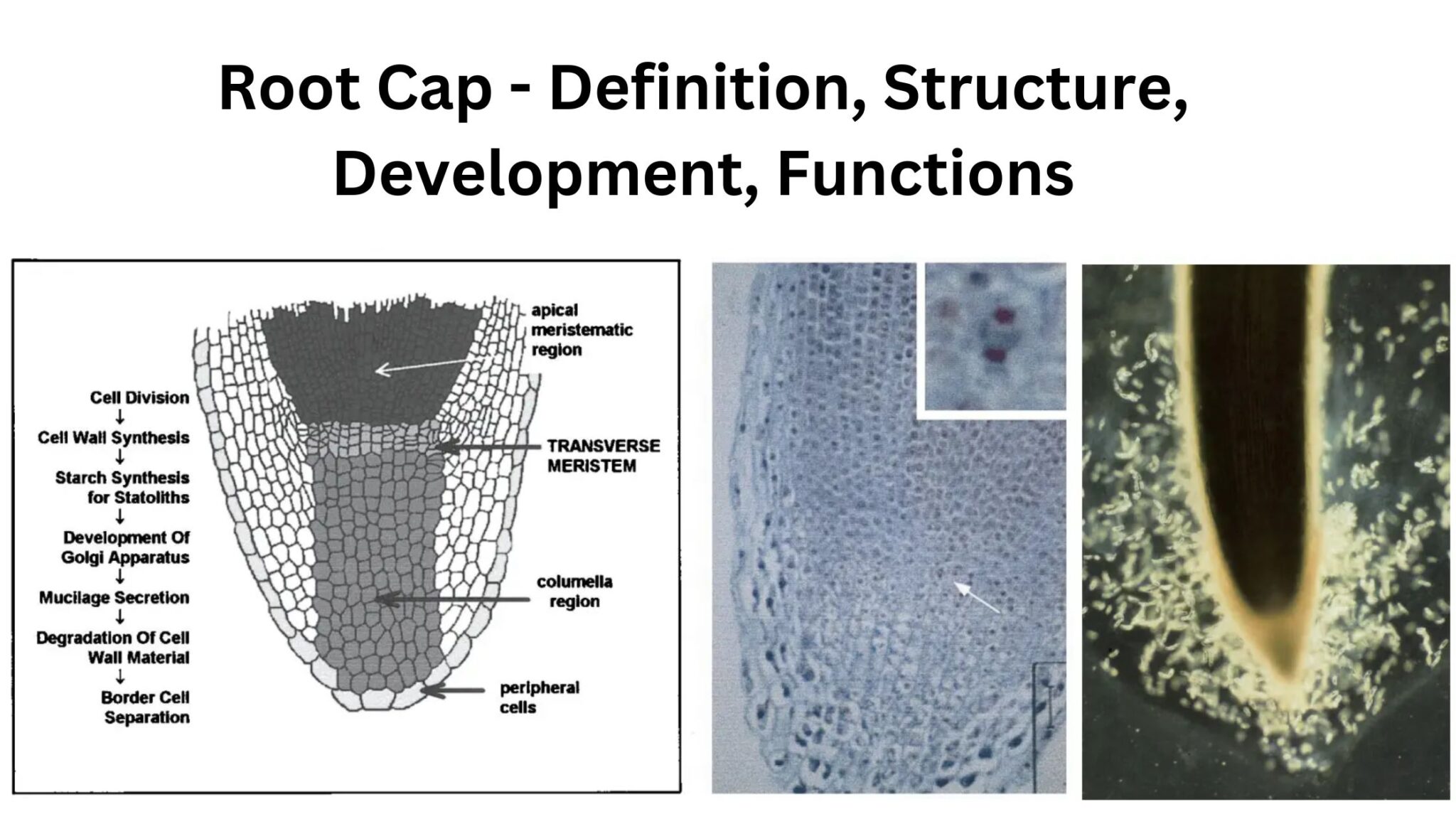 Monocot and Dicot Seed - Characteristics, Structure, Functions ...