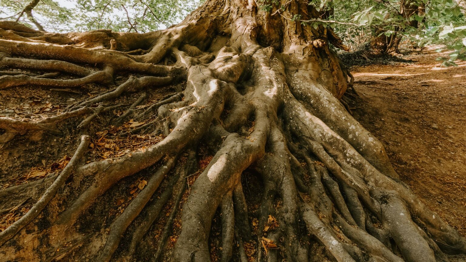 Monocot and Dicot Roots - Structure, Characteristics, Functions ...