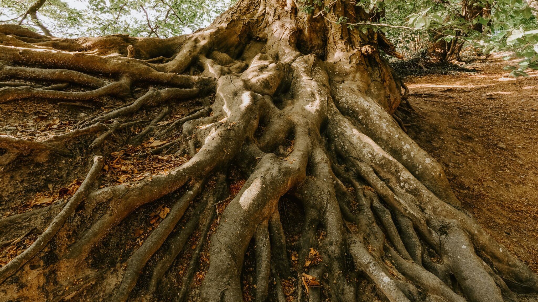 Monocot and Dicot Roots - Structure, Characteristics, Functions ...