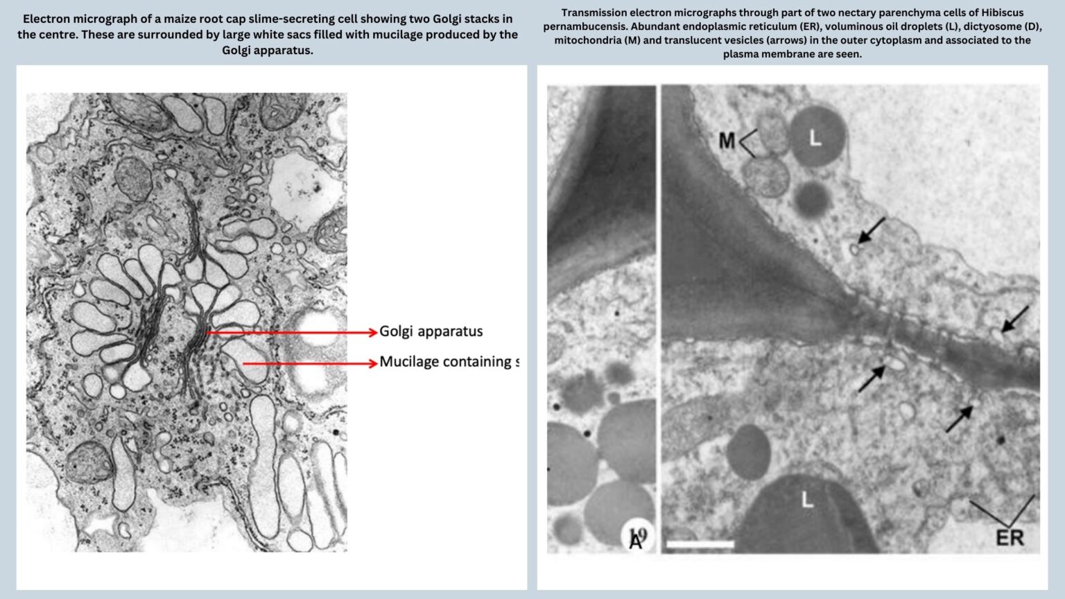 Secretory System In Plants - External secretory and Internal secretory ...
