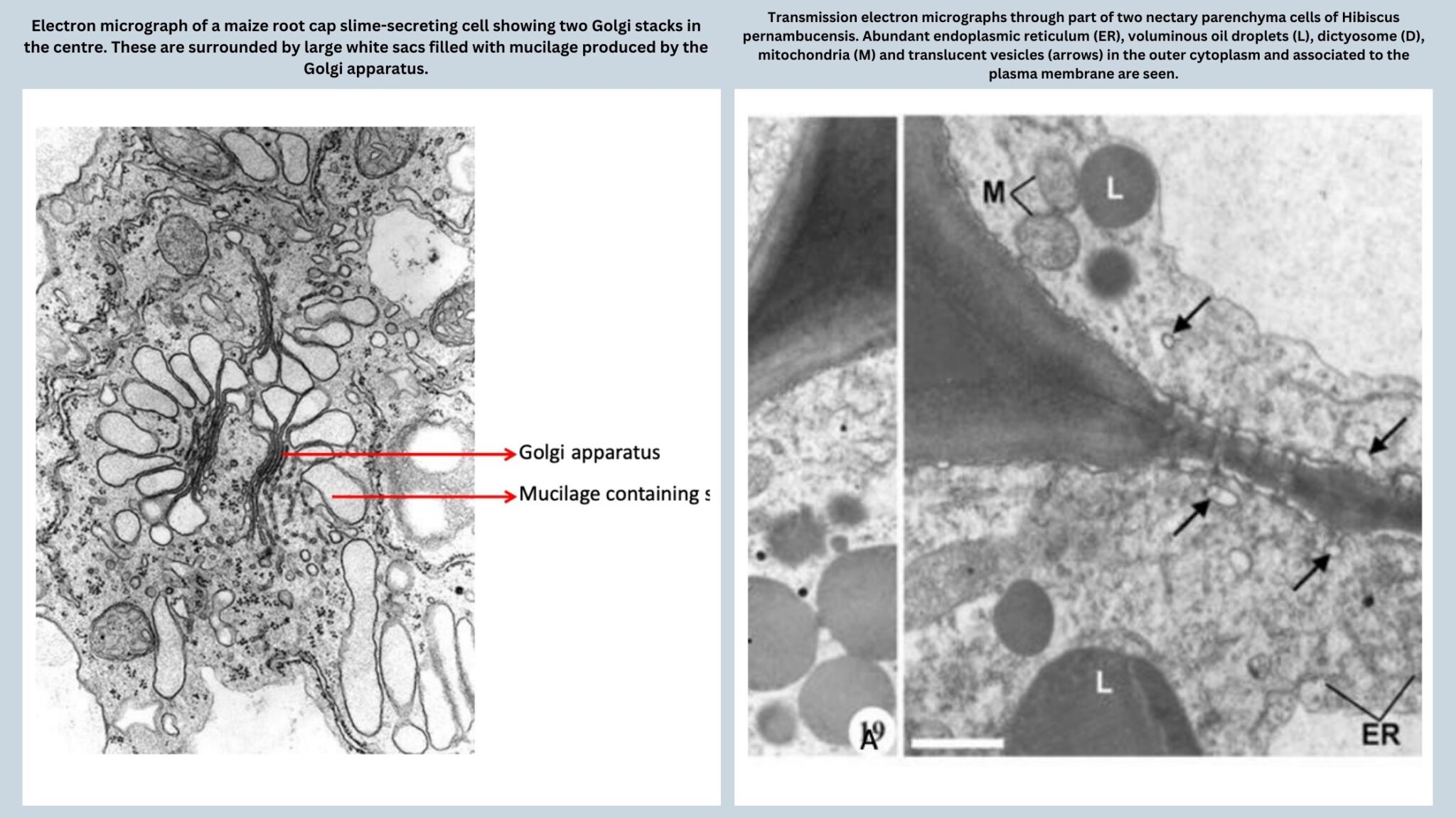 Secretory System In Plants - External secretory and Internal secretory ...