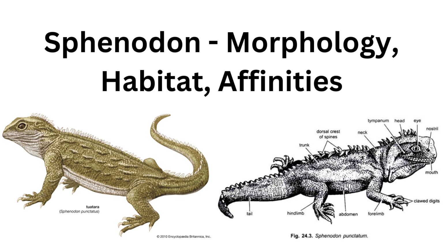 Amphibian - Characteristics, Origin, Morphology, Classification ...