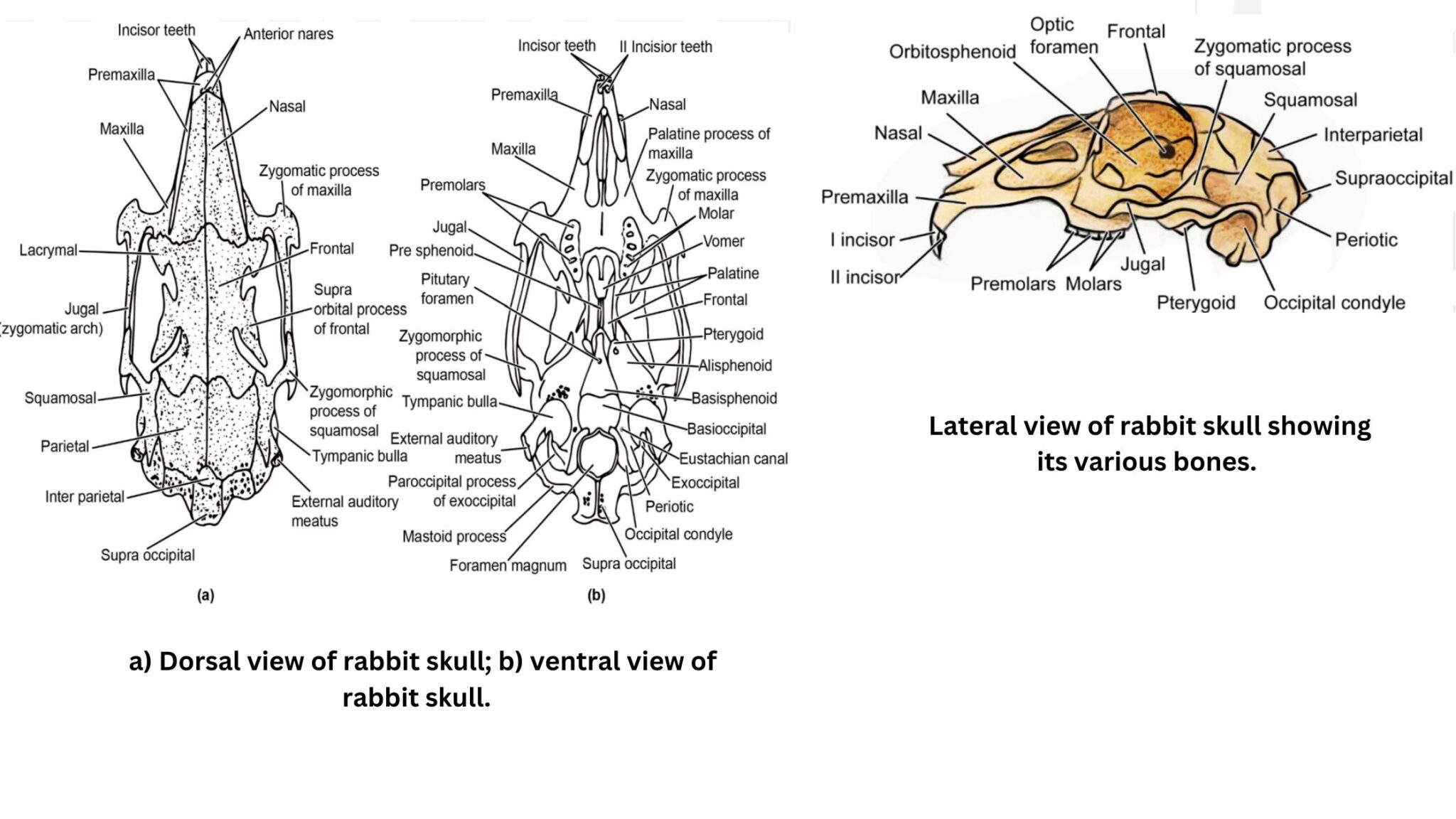 Skeletal System In Vertebrates - Axial and Appendicular Skeleton ...