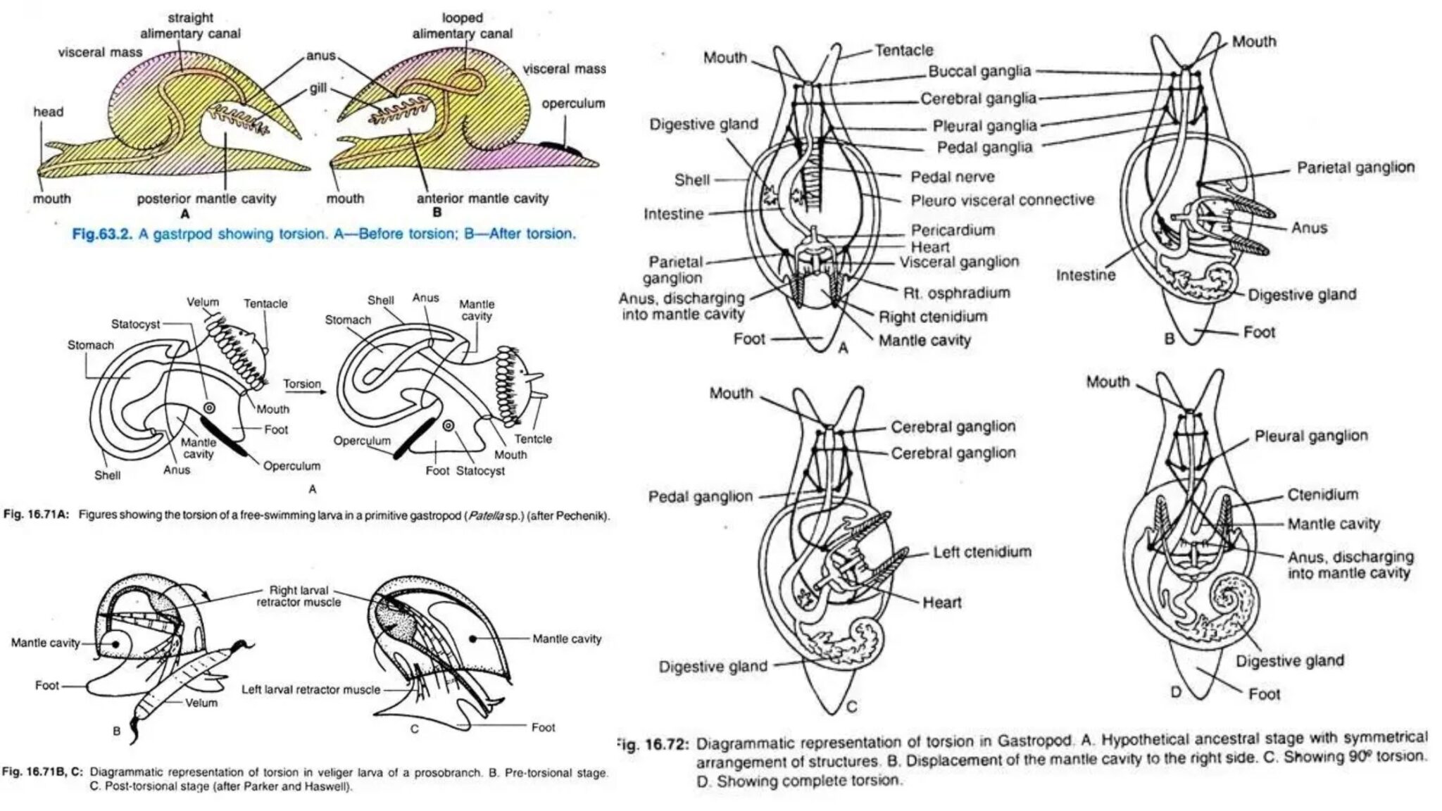 Excretion in Annelida - Nephridia - Biology Notes Online