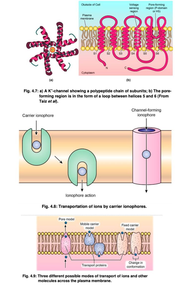 Nutrient Transport Mechanism in Plants - Biology Notes Online