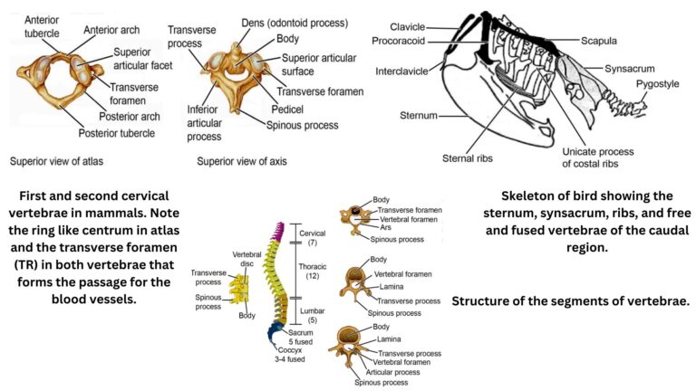 Vertebra - Definition, Structure, Development - Biology Notes Online