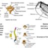 Jaw Suspension In Vertebrates - Types, Structure, Functions, Example ...