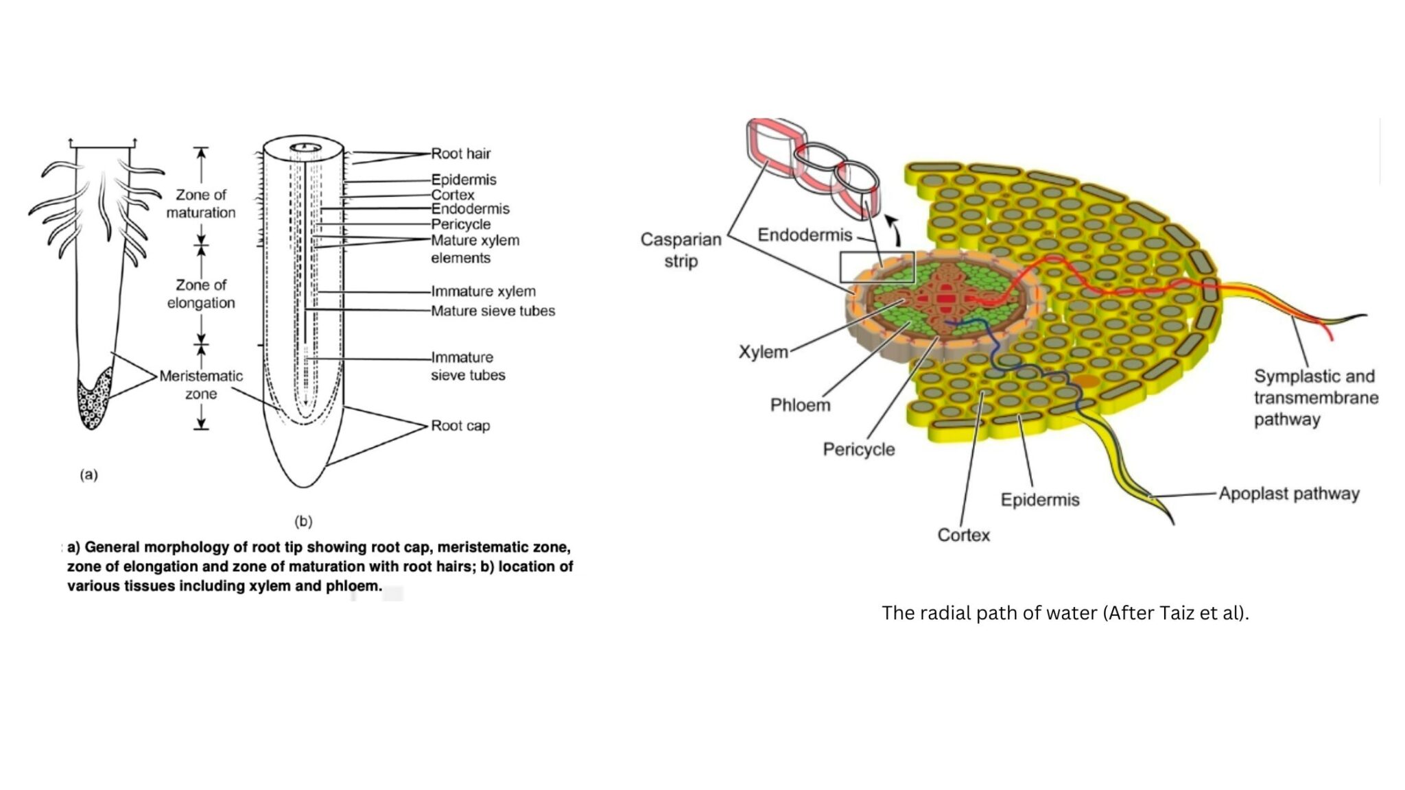 Water Transport Mechanism In Plants - Biology Notes Online