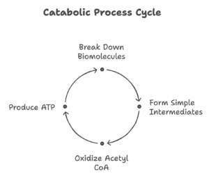 Plant Metabolism - Introduction, anabolic and catabolic pathways ...