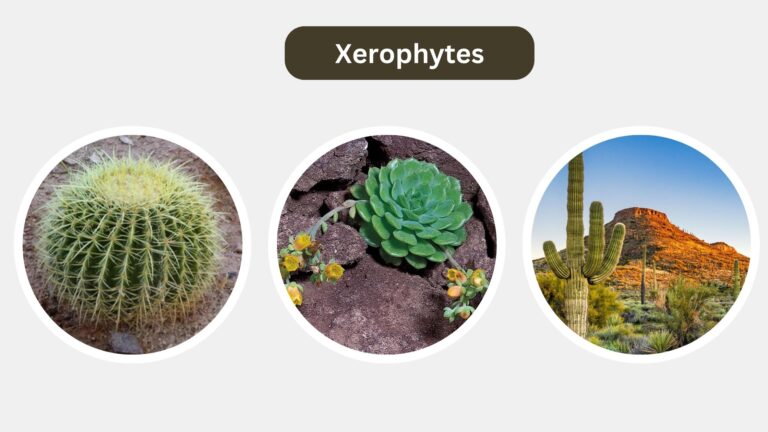Adaptive Features In Plant - Xerophytes, Hydrophytes - Biology Notes Online