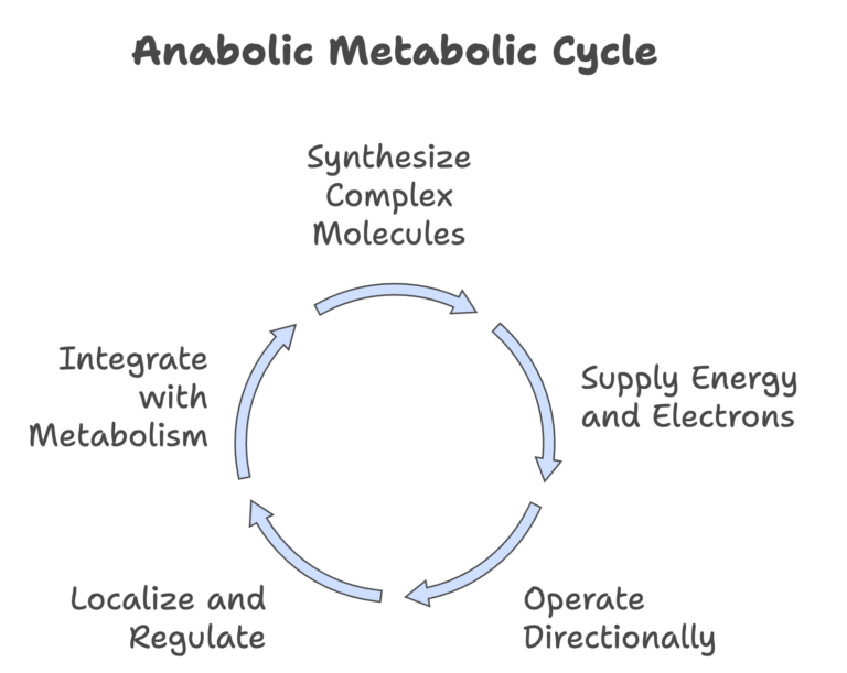 Plant Metabolism - Introduction, anabolic and catabolic pathways ...