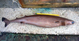 Parasitic Vertebrates - Cookiecutter shark, Candiru, Hood Mockingbird ...