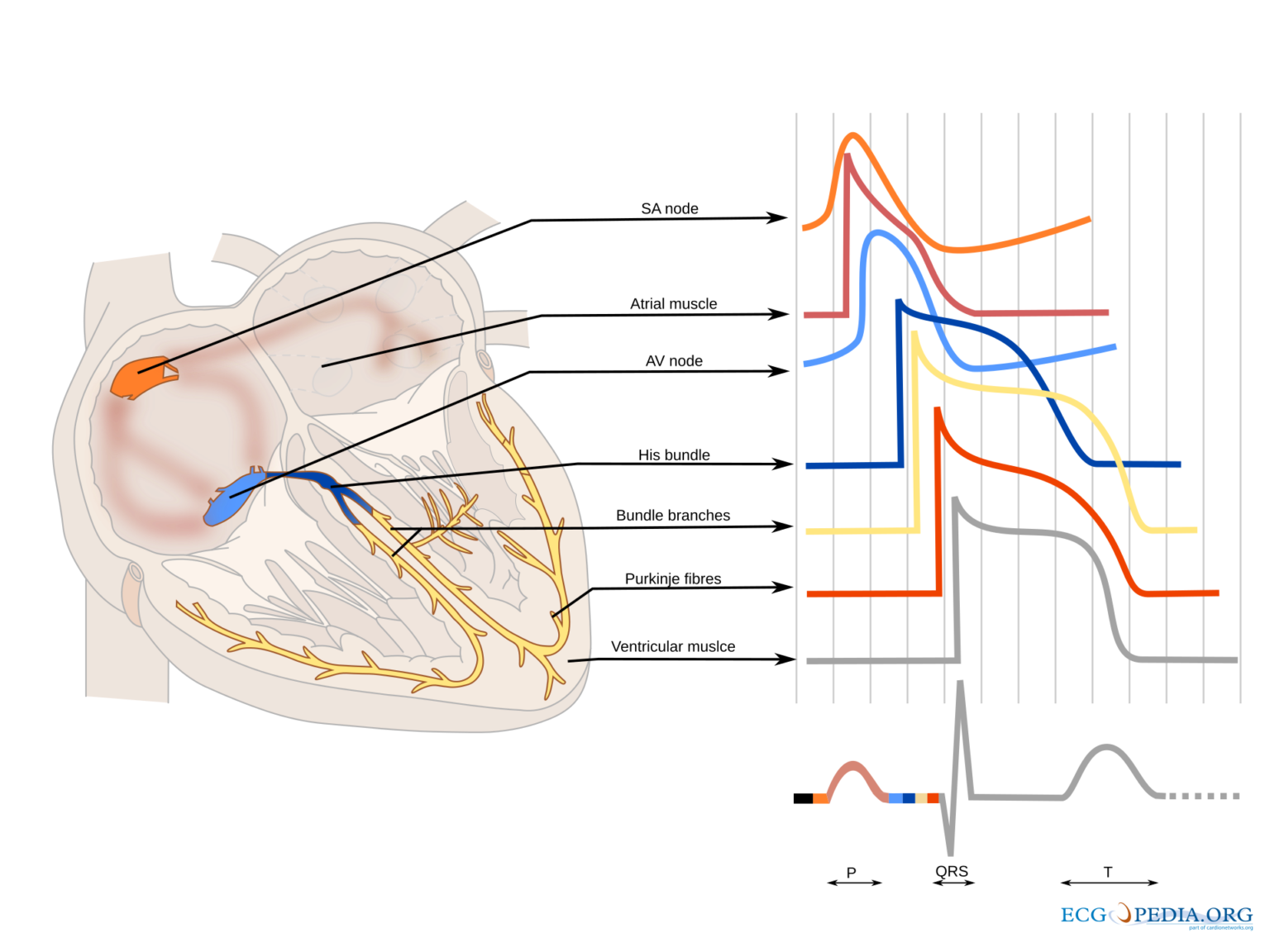 Conducting System of Heart Beat - Biology Notes Online