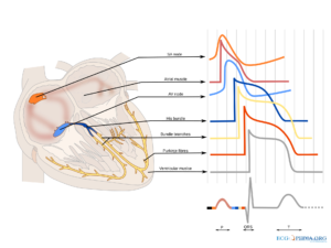 Conducting System of Heart Beat - Biology Notes Online