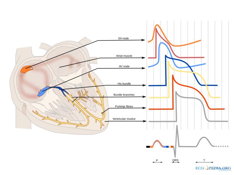 Conducting System of Heart Beat - Biology Notes Online