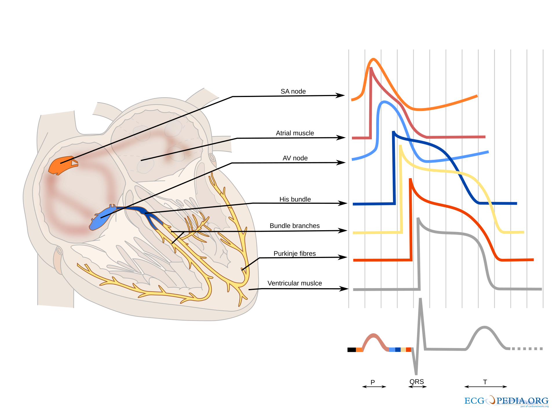 Conducting System of Heart Beat - Biology Notes Online