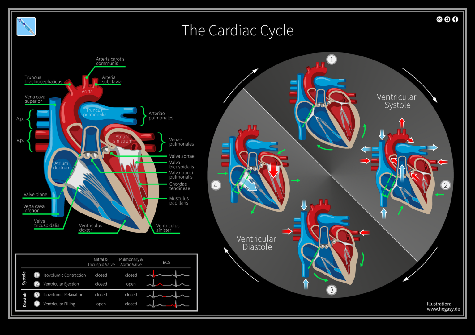 Cardiac Cycle Phases, Duration and Diagram - Biology Notes Online