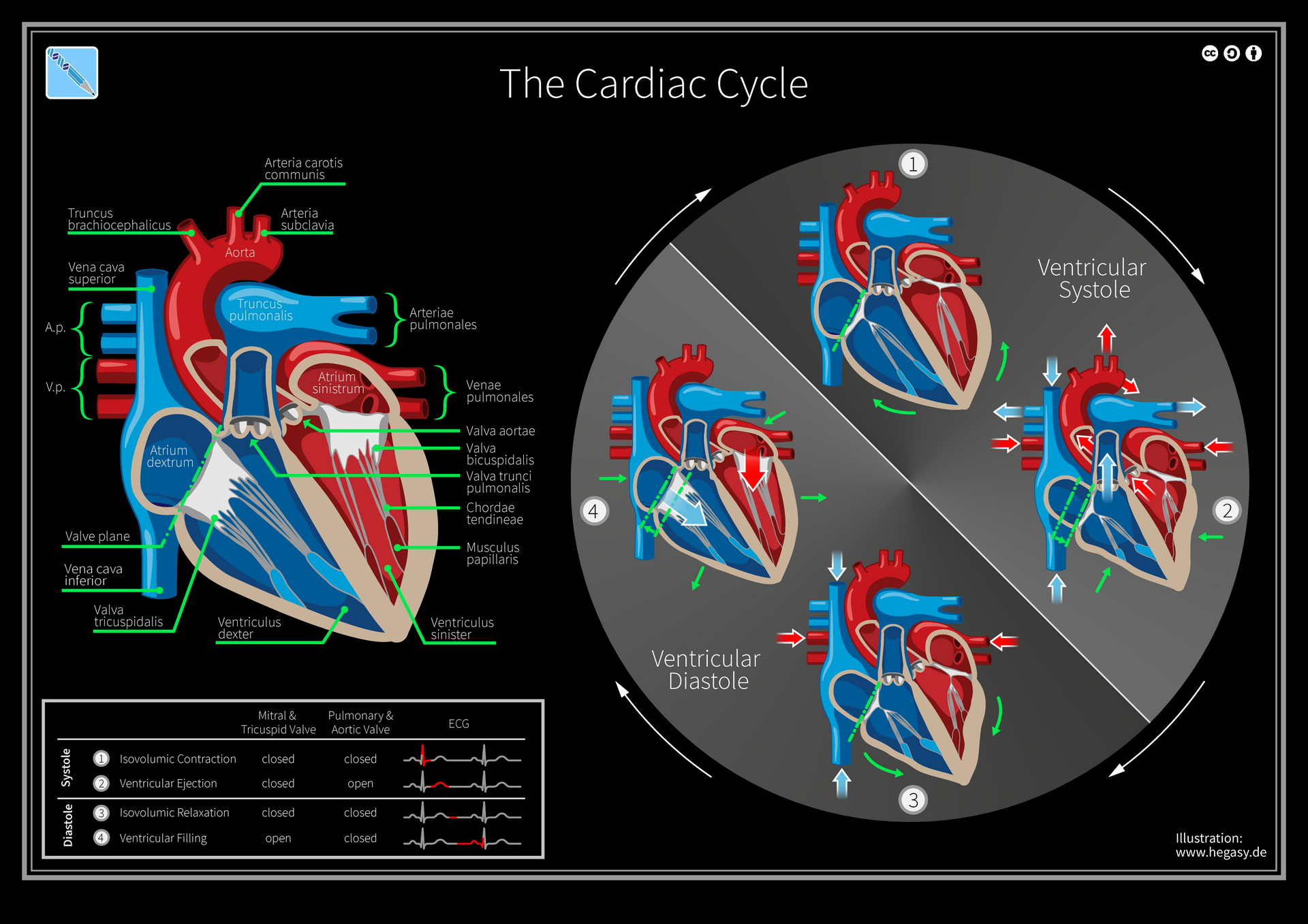 Cardiac Cycle Phases, Duration and Diagram - Biology Notes Online