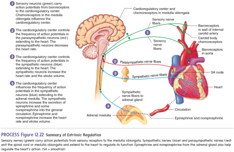 Regulation of Heart Rate - Nervous And Chemical Regulation - Biology ...