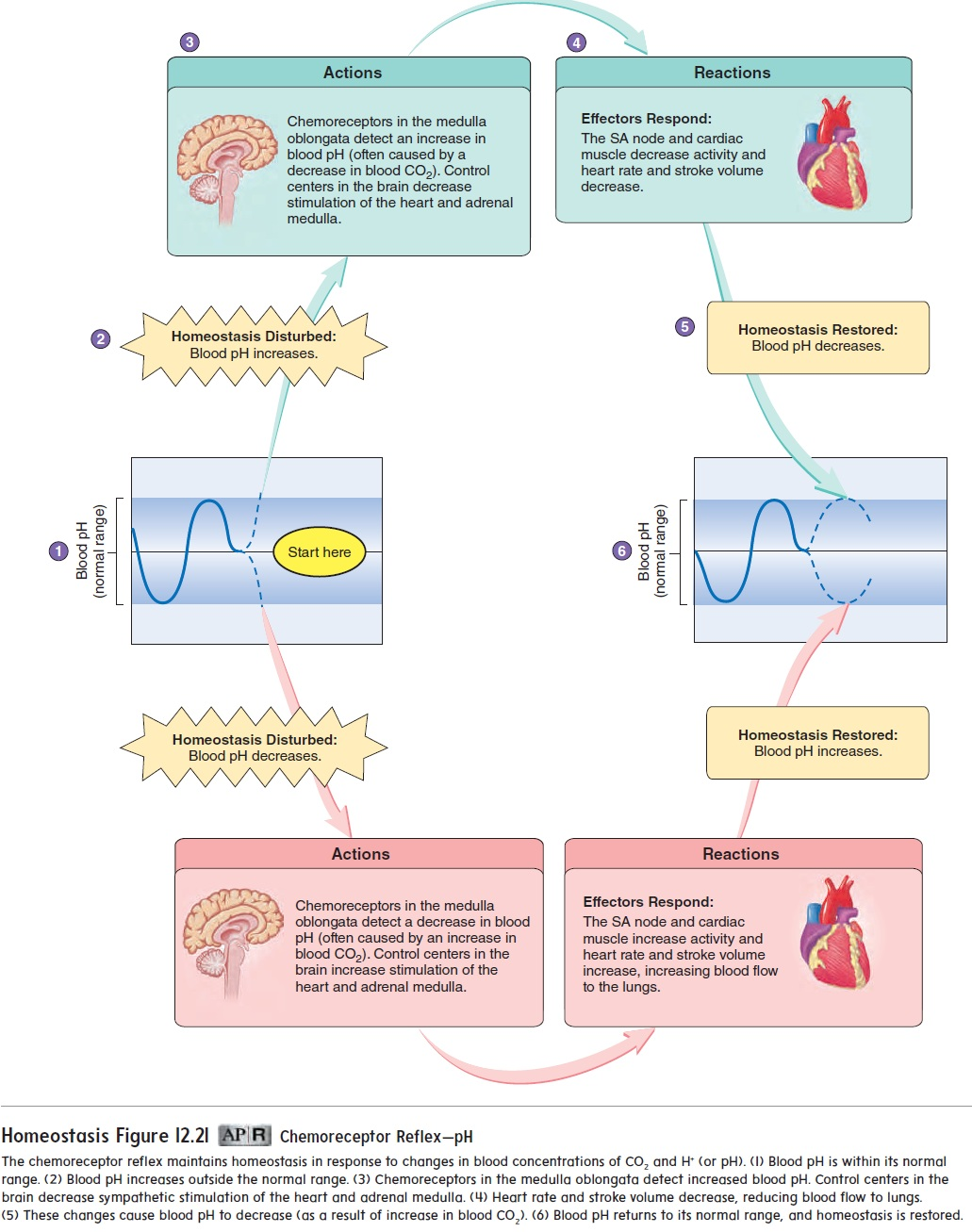 Regulation of Heart Rate - Nervous And Chemical Regulation - Biology ...
