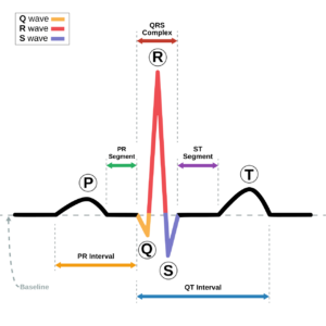 Electrocardiogram (ECG) - Purpose, Principle, Parts, Types, Procedure ...
